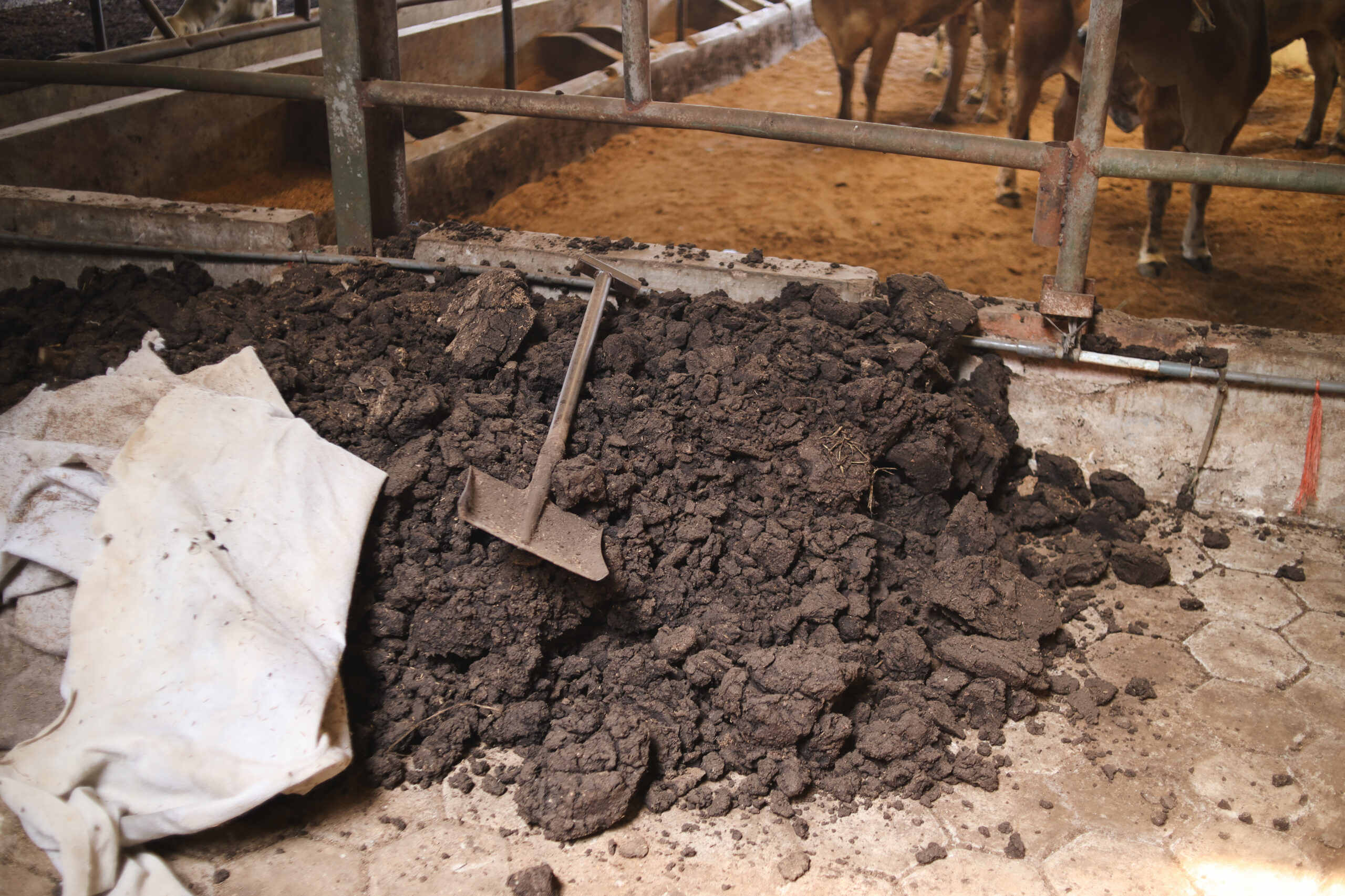 Estiércol mal gestionado: el enemigo silencioso de la rentabilidad ganadera – IG Biogas